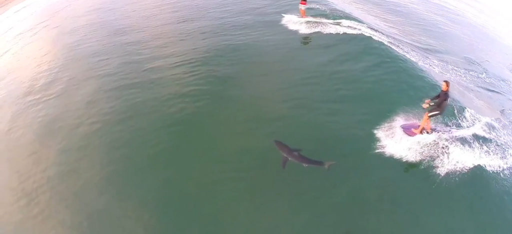 Paddleboarder Nearly Hits Shark! Drone Footage - 4ActionSport