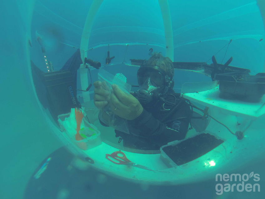 Nemo's Garden, la serra subacquea in baia a Noli - 4ActionSport