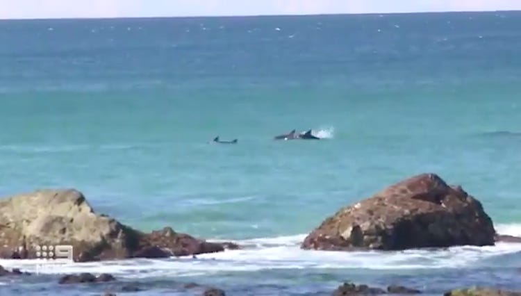 Attacco di squalo in Australia: surfista salva la moglie prendendo a ...